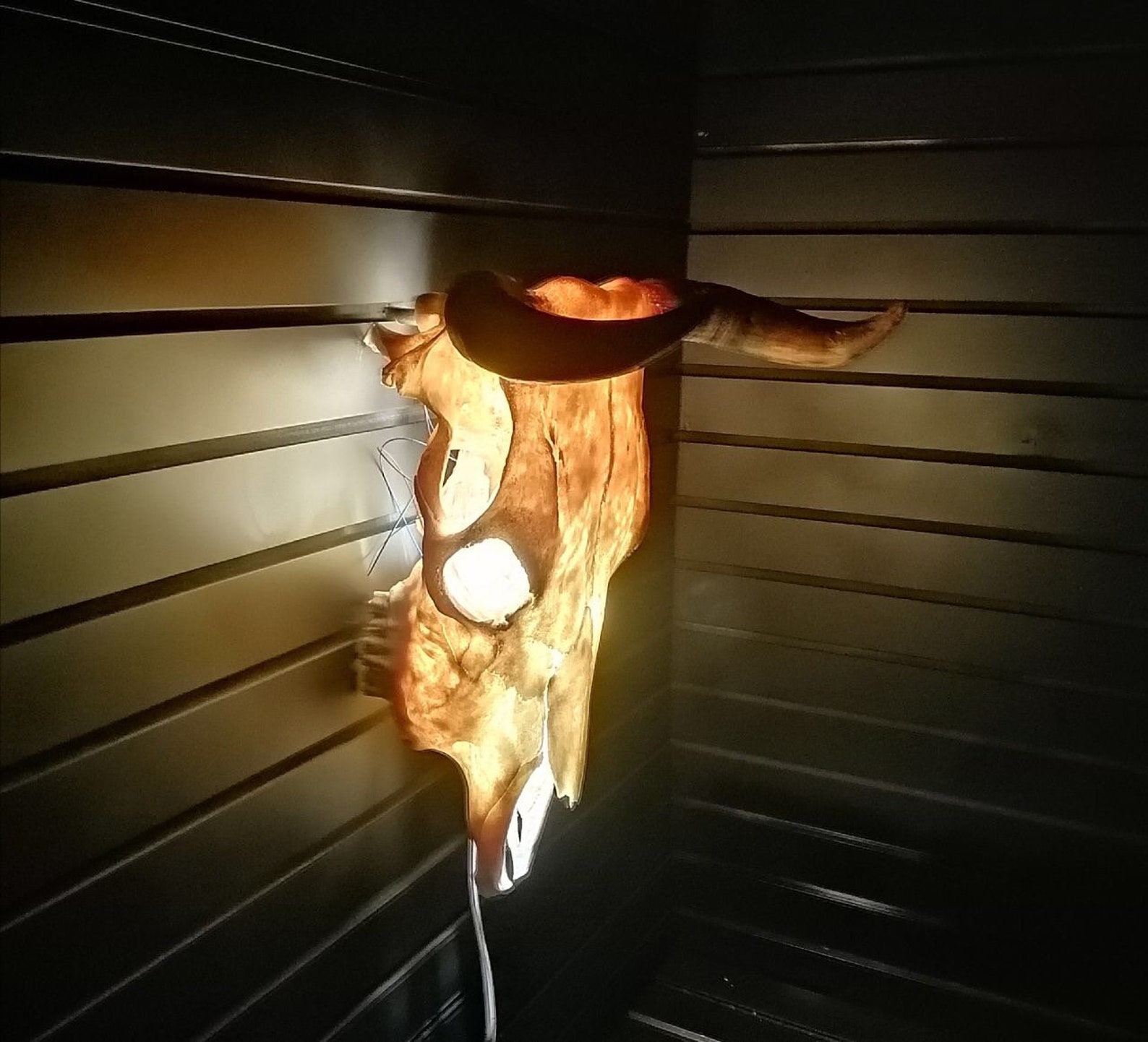 Real Bull Skull Lamp. Processed and Whitened | Etsy Canada