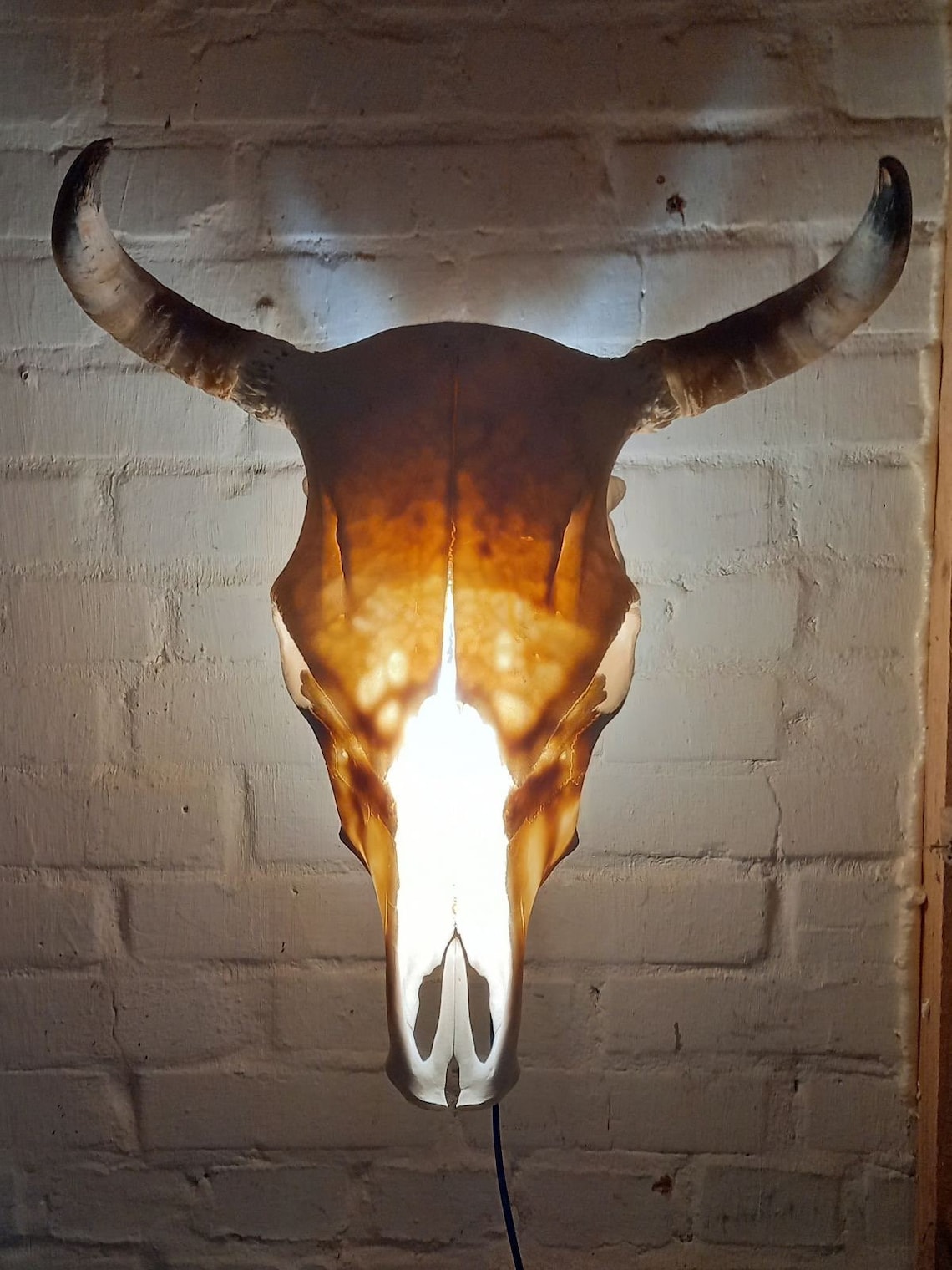 Real Bull Skull Lamp. Processed and Whitened | Etsy Canada