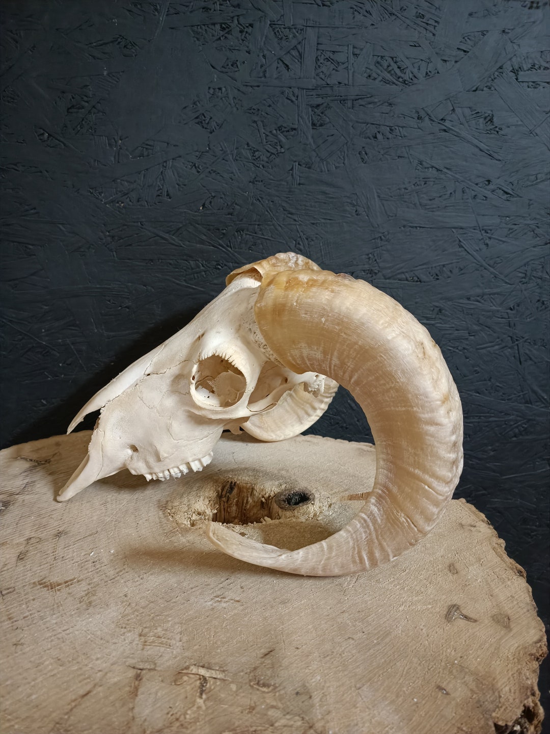 Ram's Skull, Fully Processed, Perfectly Bleached, Big Horns, Home Decor ...