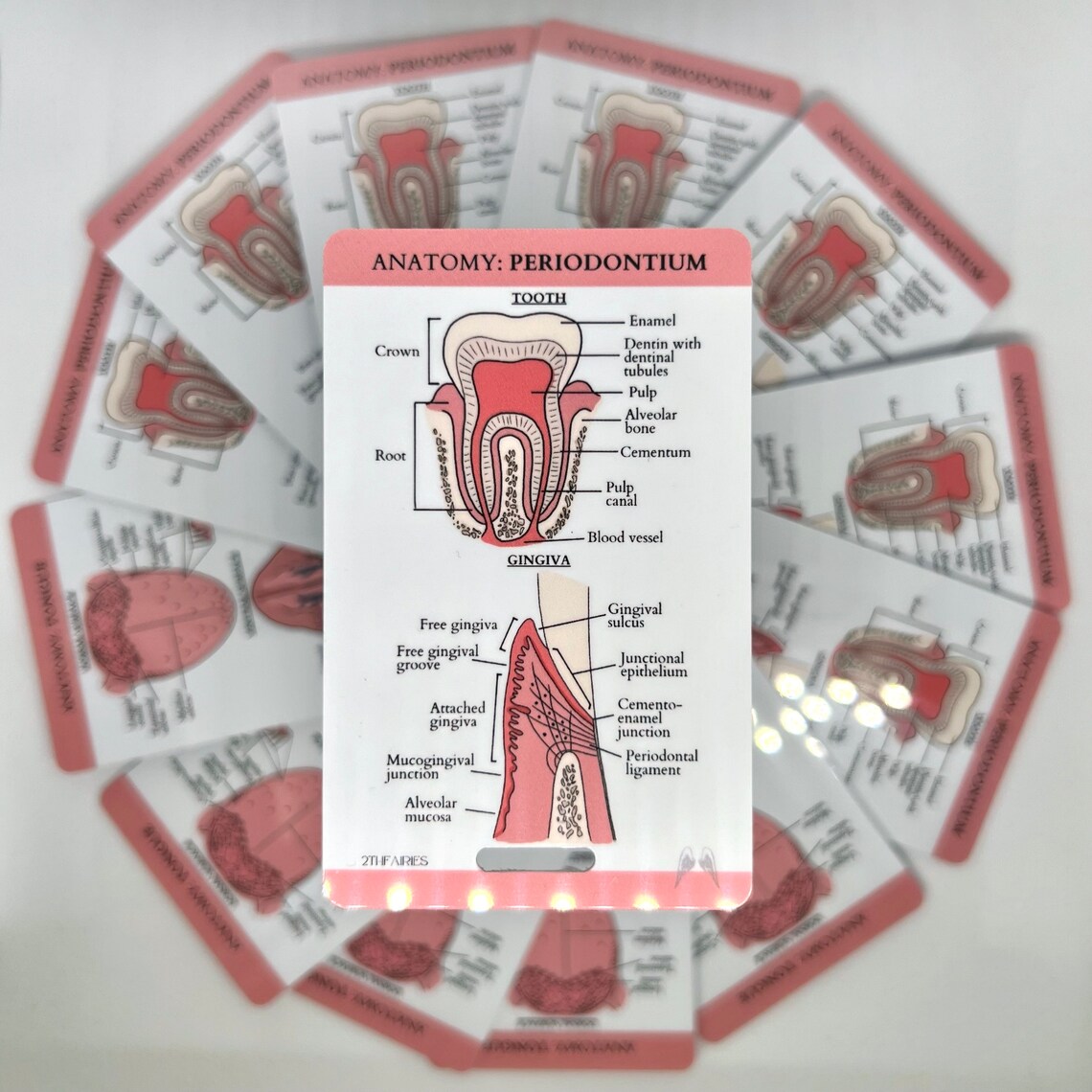 Anatomy: Teeth and Tongue . Quick Reference Card Study Cards - Etsy