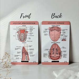 Anatomy: Teeth and Tongue. Quick Reference Card, Study Card, Dental ...