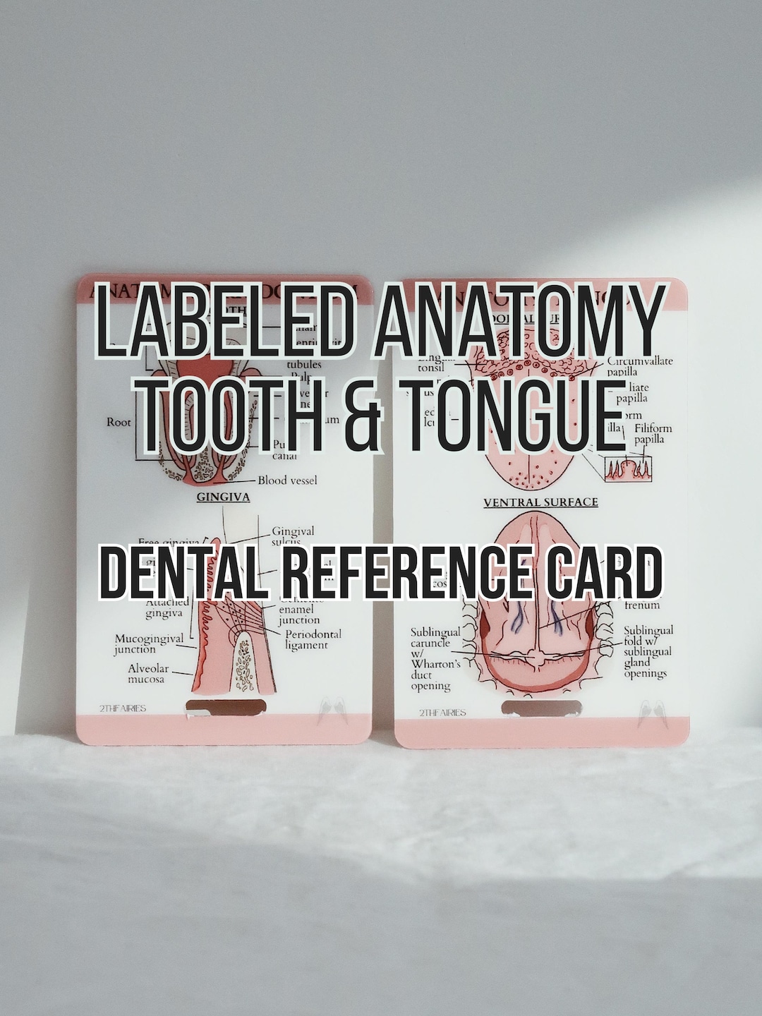 Anatomy: Teeth and Tongue. Quick Reference Card, Study Card, Dental ...