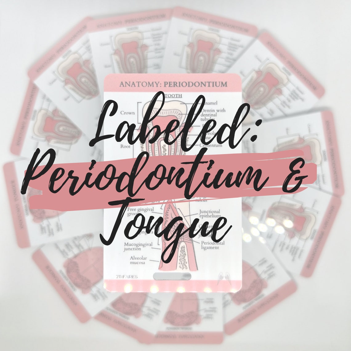 Anatomy: Teeth and Tongue . Quick Reference Card Study Cards - Etsy