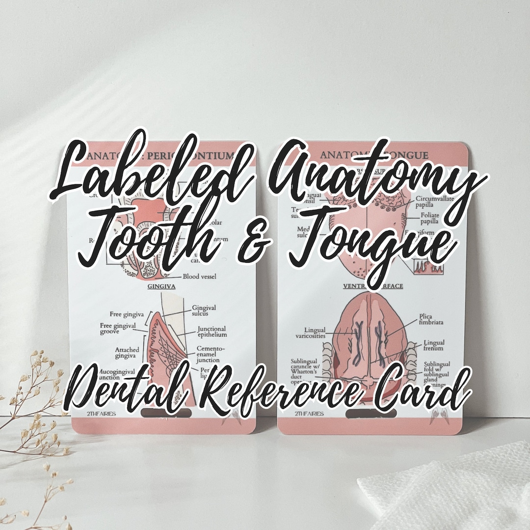 Anatomy: Teeth and Tongue. Quick Reference Card, Study Card, Dental ...