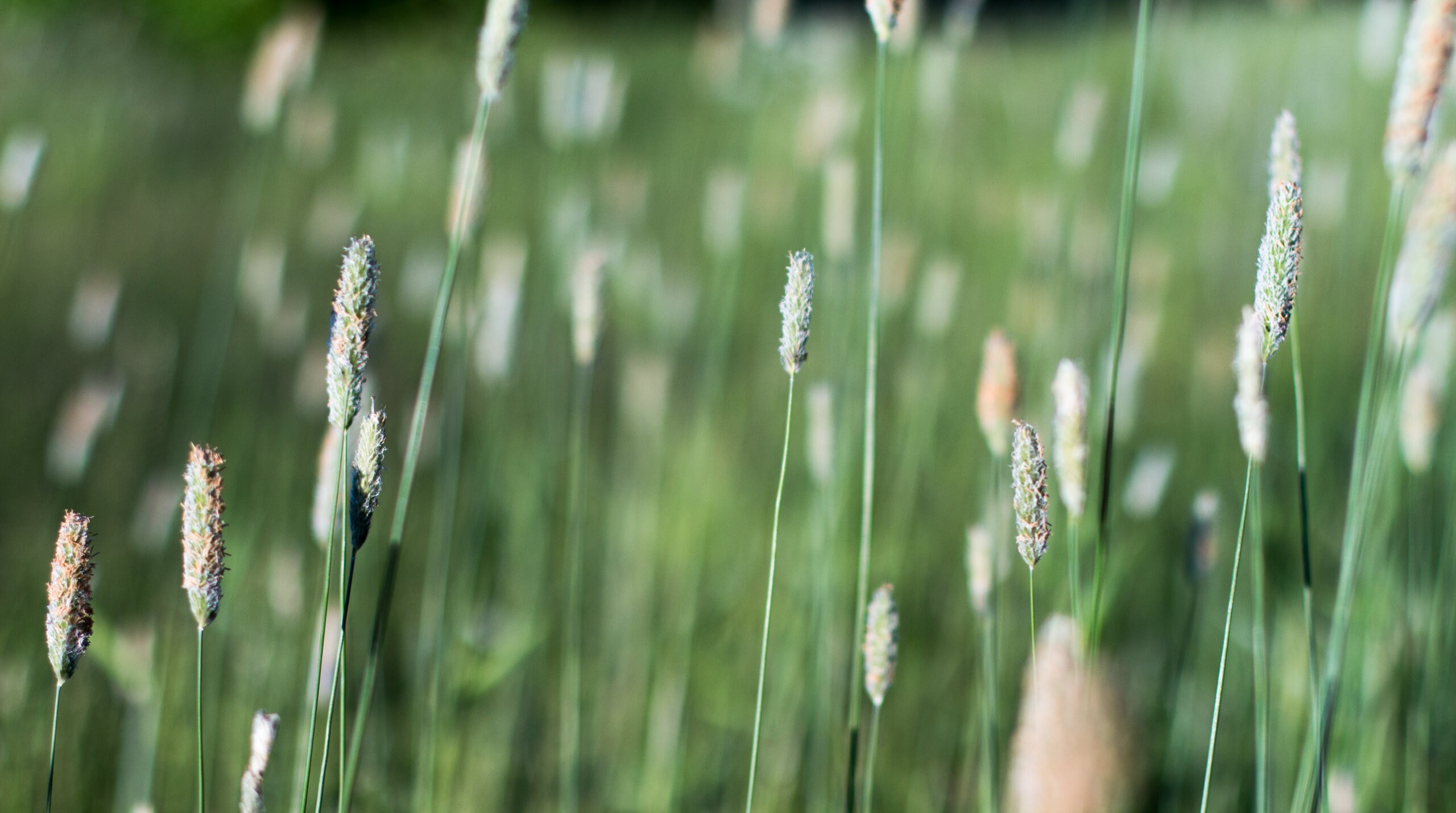 Timothy Grass Allergy