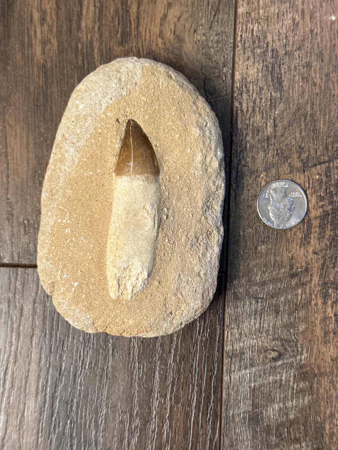 Mosasaurus Dinosaur Tooth in Matrix - Etsy