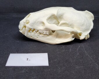 Real Badger Skull - Etsy