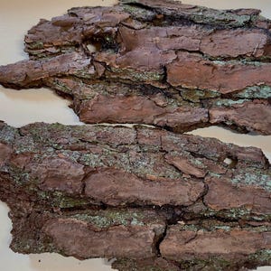 Thick Bark Sheets for DIY Crafts - Etsy