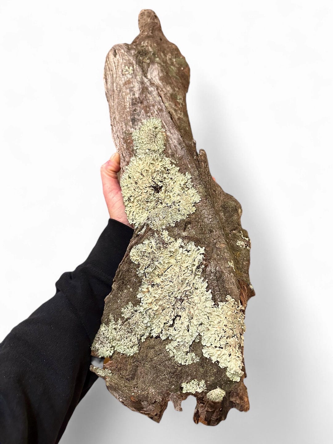 Mossy Tree Trunk Hardscape for Tanks and Terrariums. Driftwood Decor - Etsy