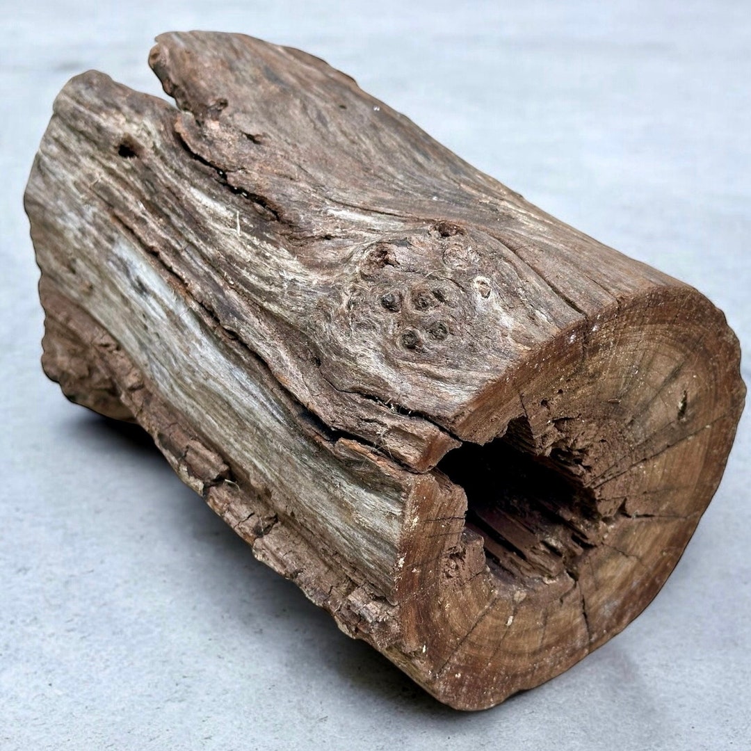 Hollow Log Redbud Wood - Etsy