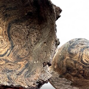 Spaghetti Oak Knot Mushroom - Etsy