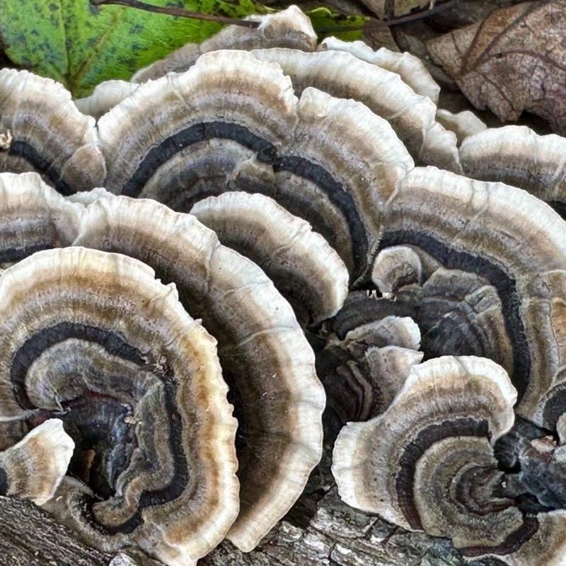 Blue Turkey Tail Mushrooms - Etsy