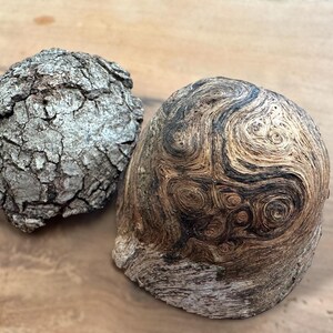 Spaghetti Oak Knot Mushroom - Etsy