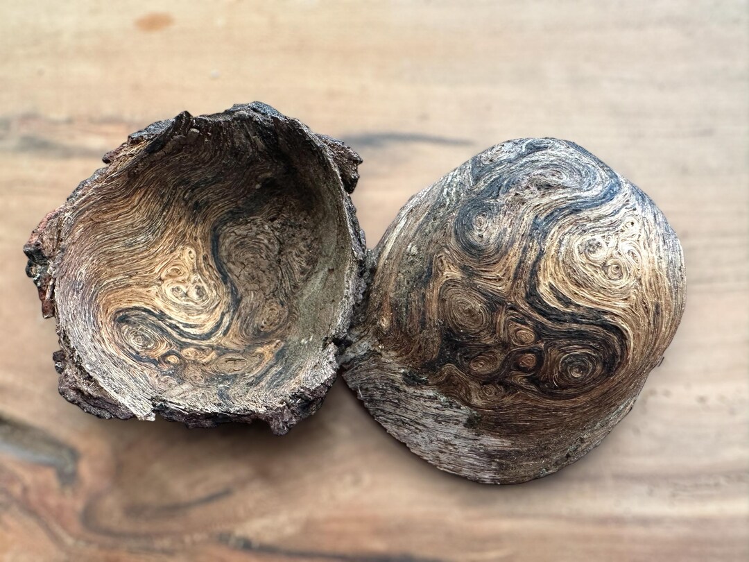 Spaghetti Oak Knot Mushroom - Etsy