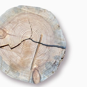 Blue Pine Cracked Stump Log - Etsy