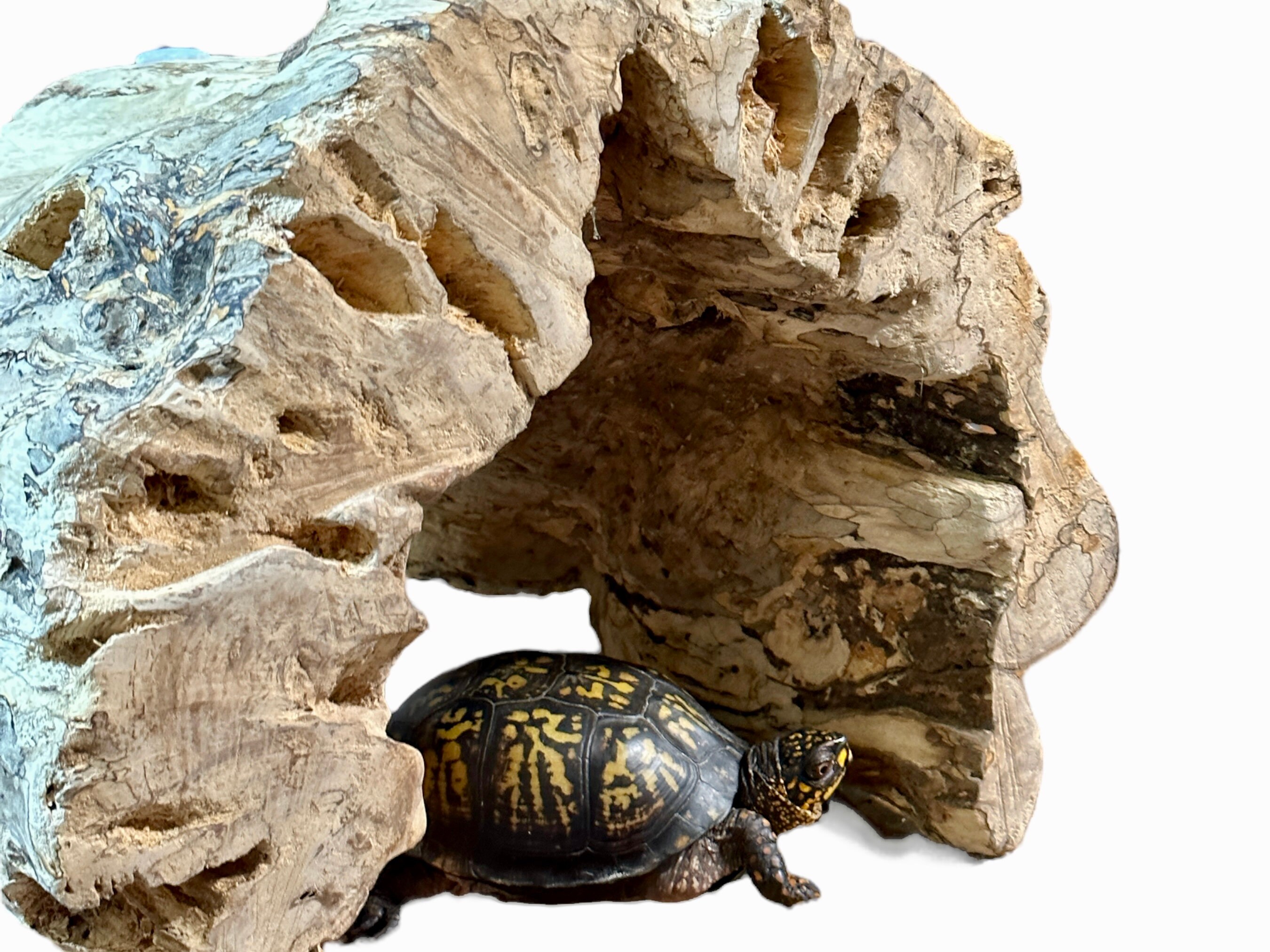 Unique Half Log Reptile Hide Cave - Etsy