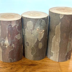 Mini Logs 3 Piece Set Sycamore Logs - Etsy
