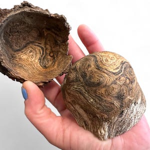 Spaghetti Oak Knot Mushroom - Etsy