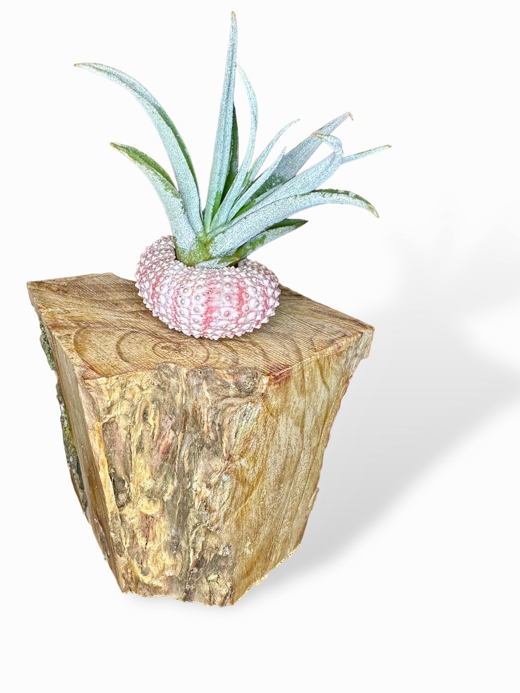 Pine Wood Plant Stand Display Wood Riser Rustic Block - Etsy