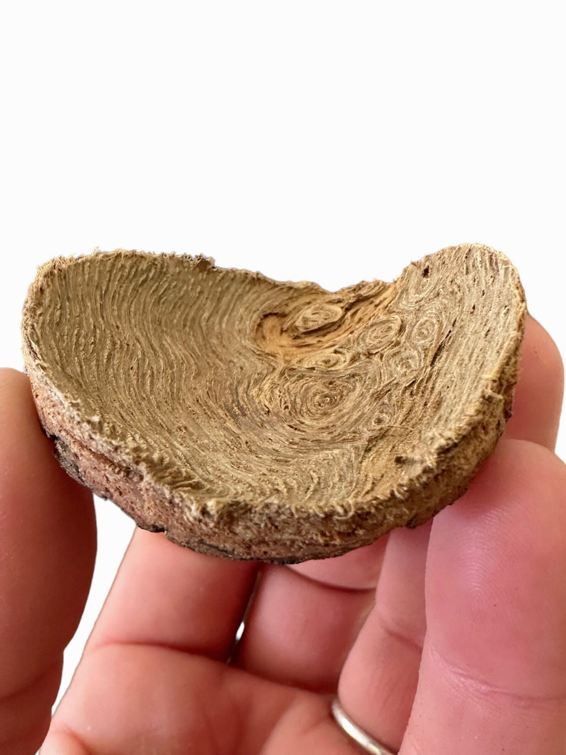 Spaghetti Oak Concave Wood Pendant for Jewelry Epoxy Resin Casting - Etsy