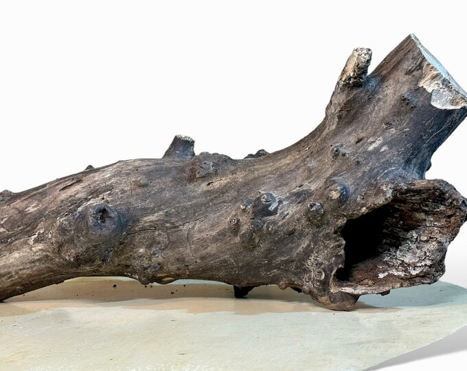 Large Hollow Driftwood Log for Terrariums, Reptile Hides, Planter ...