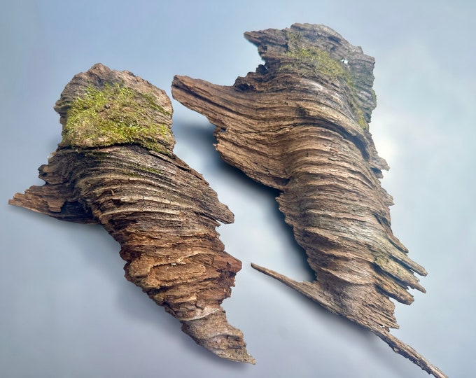 Pine Knots for Wood Spirit Carvings - Etsy