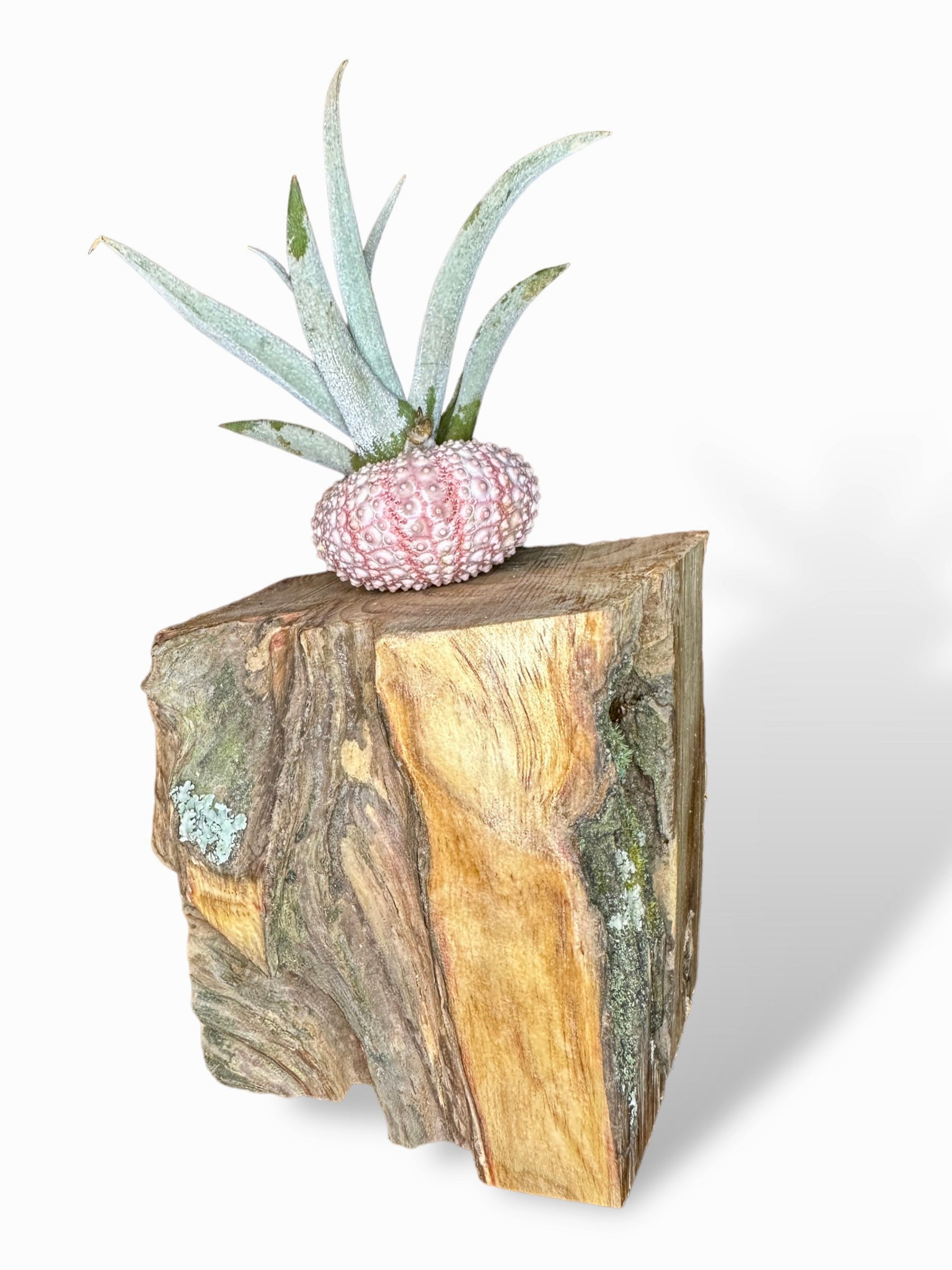 Pine Wood Plant Stand Display Wood Riser Rustic Block - Etsy