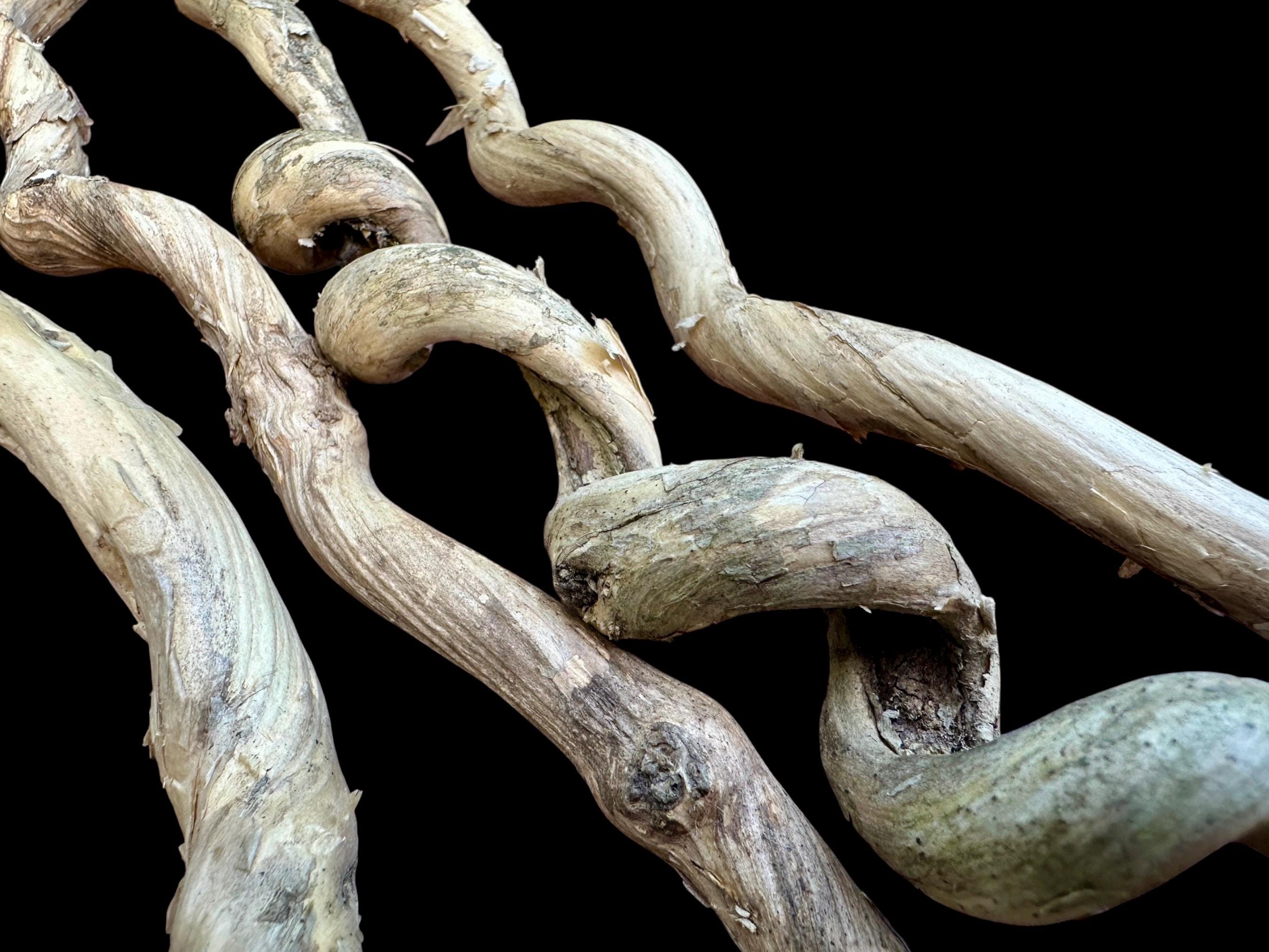 Twisted Honeysuckle Vines - Etsy