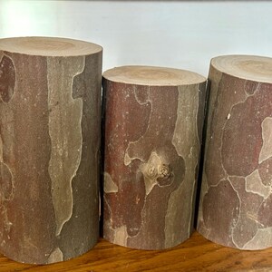 Mini Logs 3 Piece Set Sycamore Logs - Etsy
