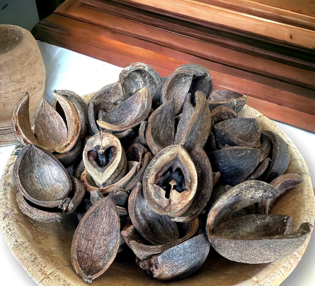 Hickory Nut Hulls Shells 1/2 Pound for Arts and Crafts Meat Smoking - Etsy
