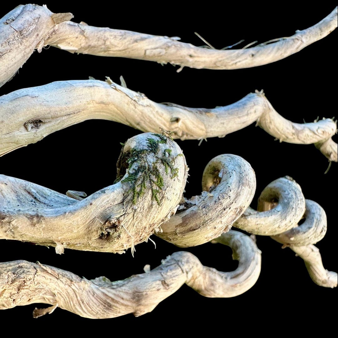 Twisted Honeysuckle Vines - Etsy