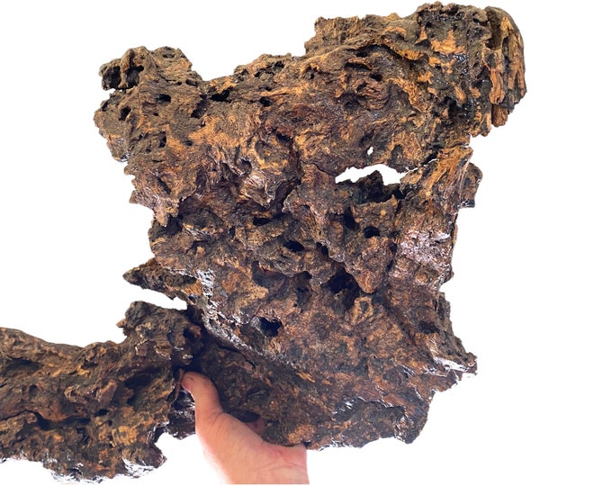 Curly Spaghetti Oak Figured Natural Wood - Etsy