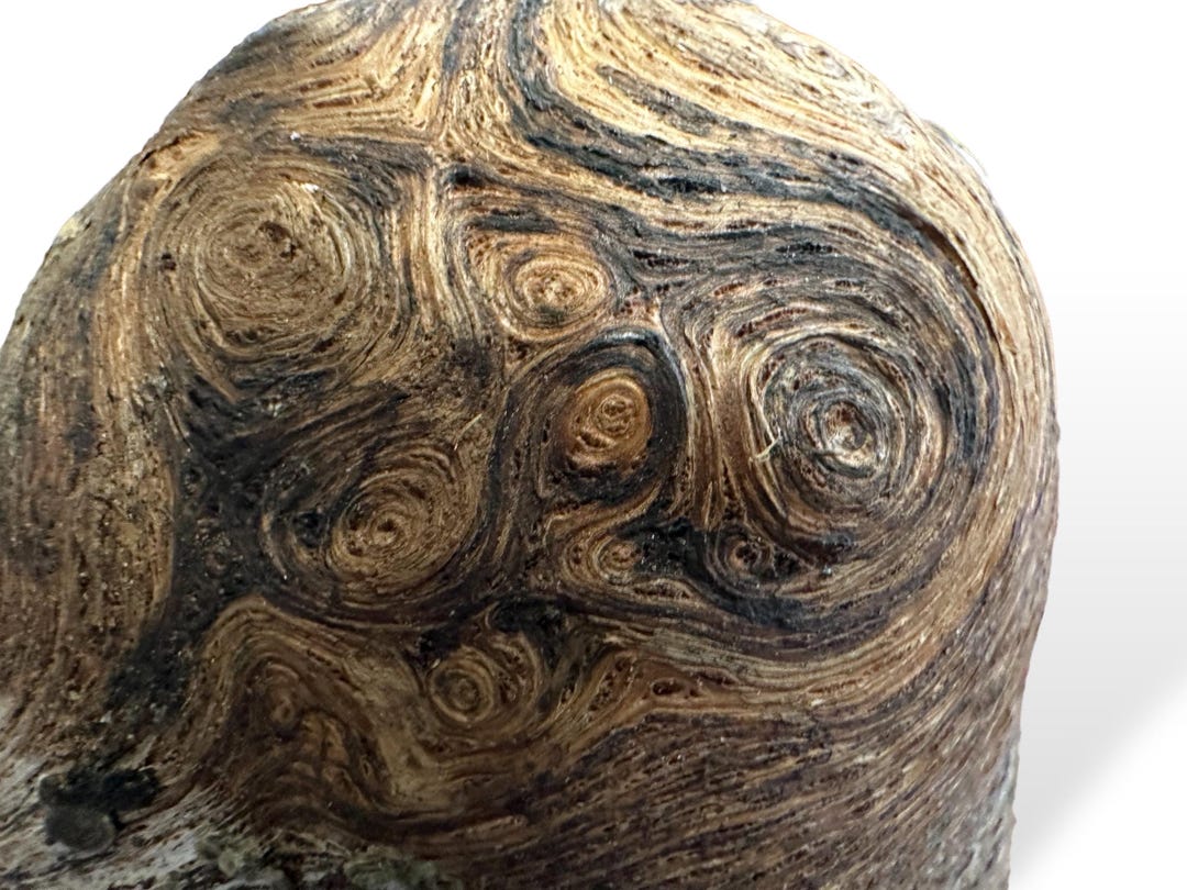 Spaghetti Oak Figured Tree Knot With Cap - Etsy