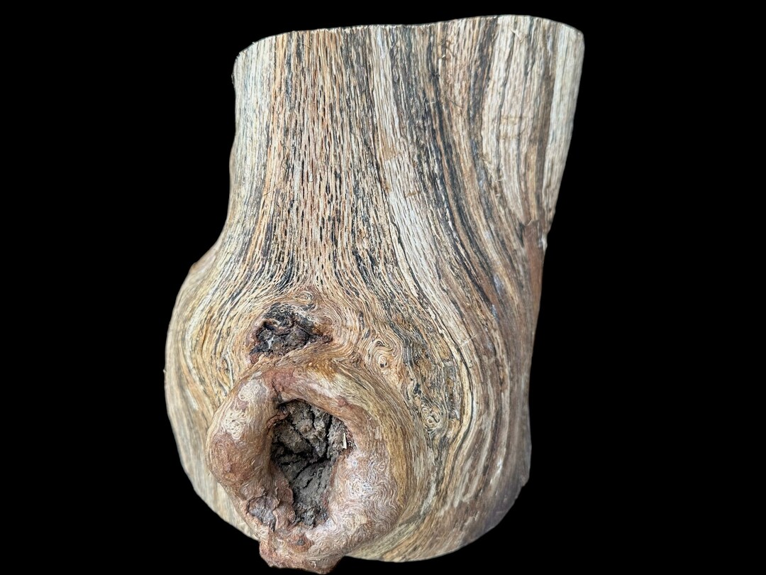Knotty Stump Spaghetti Oak Log - Etsy