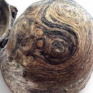 Spaghetti Oak Knot Mushroom - Etsy