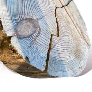 Blue Pine Cracked Stump Log - Etsy