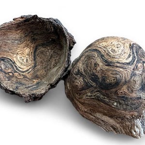 Spaghetti Oak Knot Mushroom - Etsy