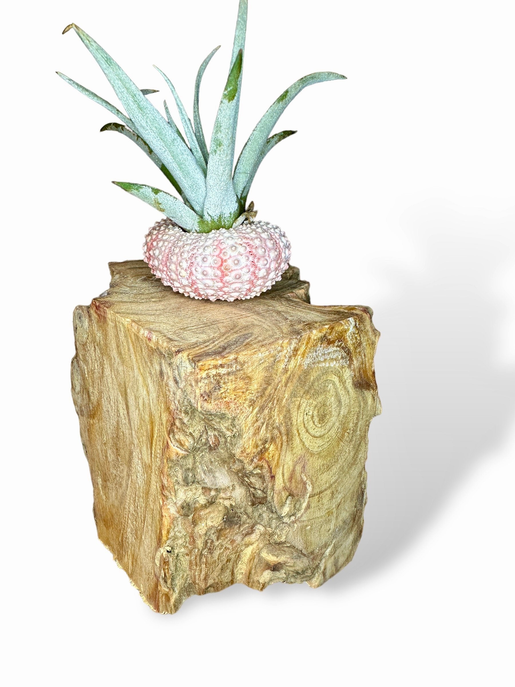 Pine Wood Plant Stand Display Wood Riser Rustic Block - Etsy