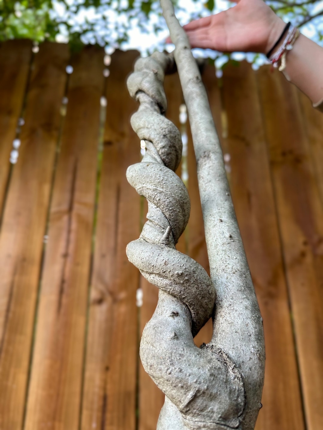 Twisted Stick. Walking Stick. Reptile Climbing Branch. Beech Branch - Etsy