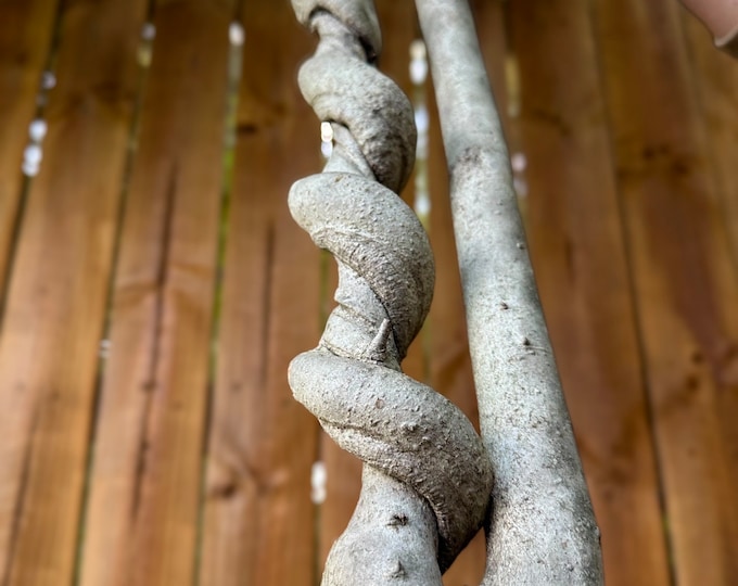 Twisted Stick. Walking Stick. Reptile Climbing Branch. Beech Branch - Etsy