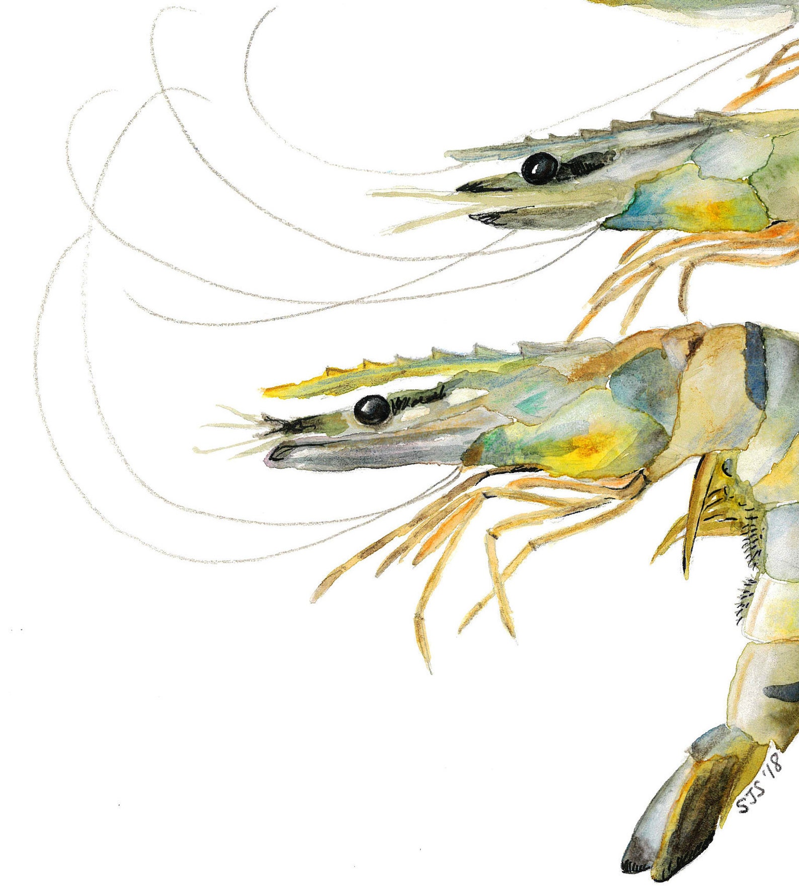 Prawn / Art Gift / Housewarming Gift / Kitchen Art Print / A4 / Wall ...