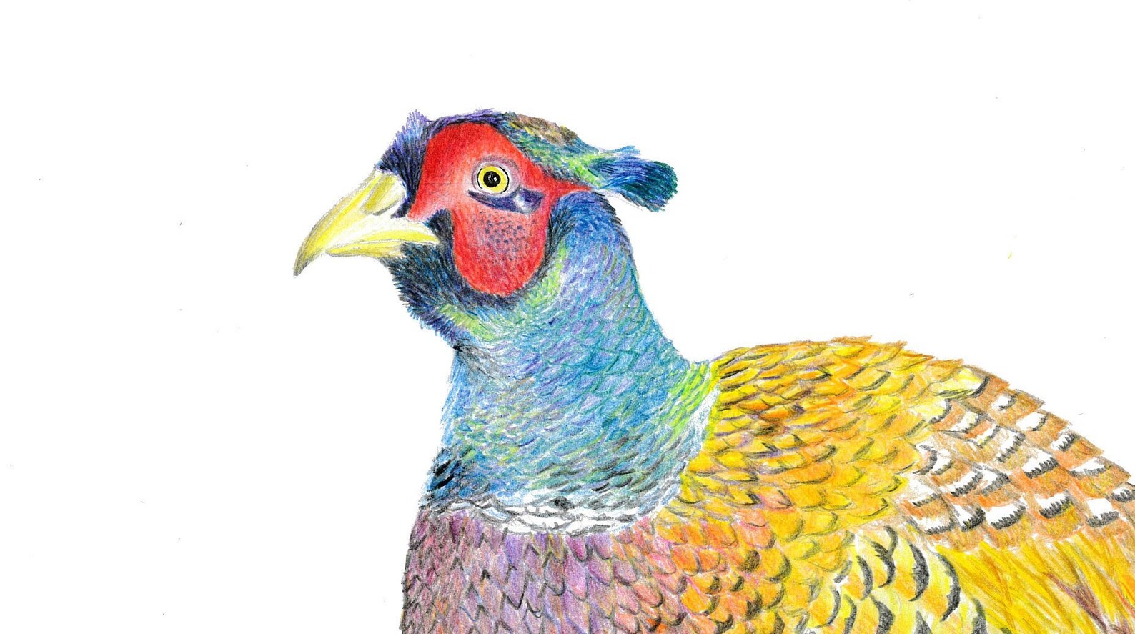 Pheasant / Art Gift / Housewarming Gift / Wildlife Art Print / A4 ...