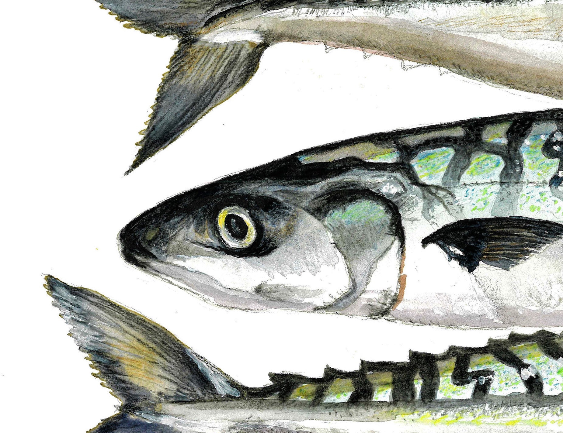 Mackerel / Art Gift / Housewarming Gift / Kitchen Art / A4 ...