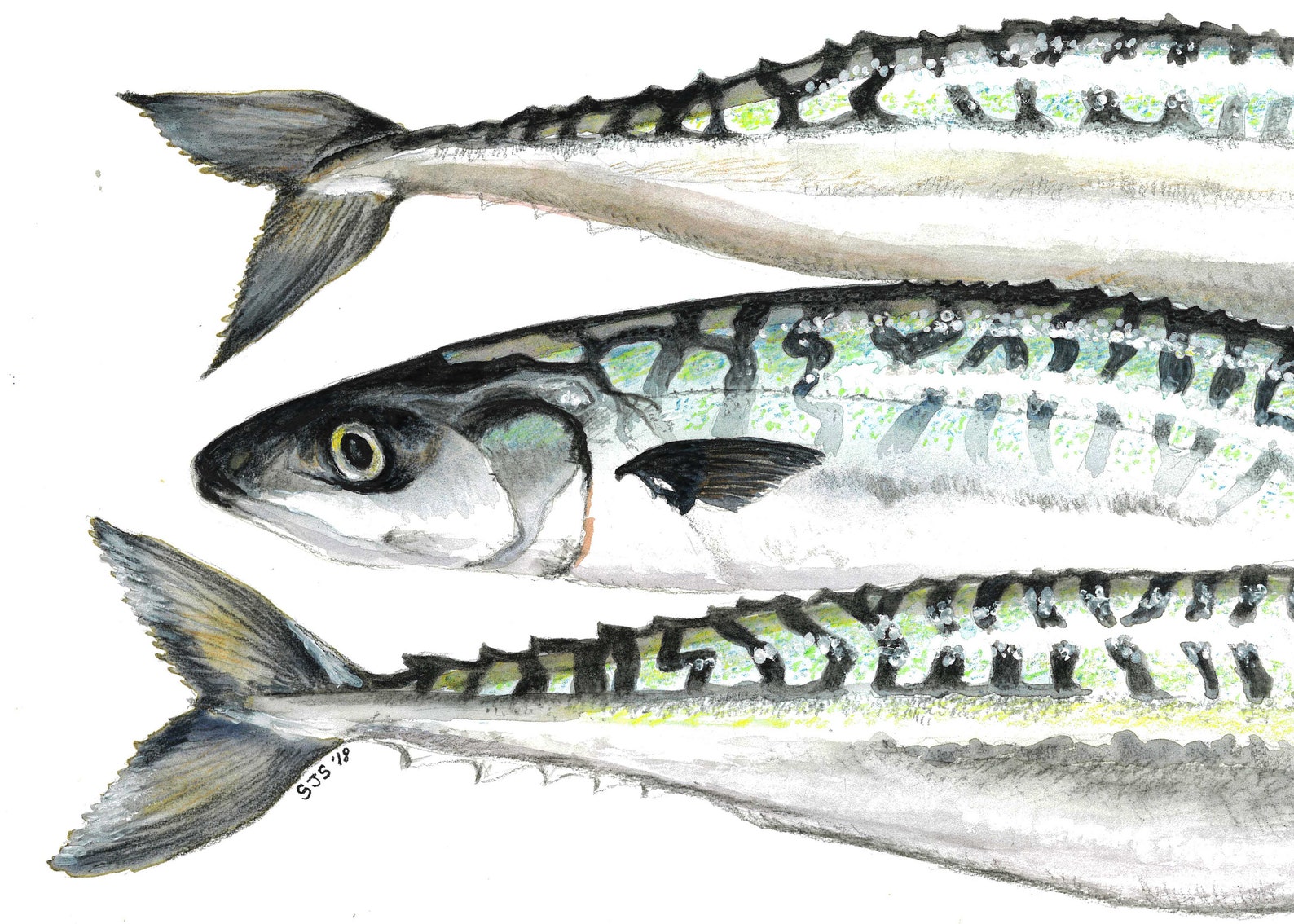 Mackerel / Art Gift / Housewarming Gift / Kitchen Art / A4 ...