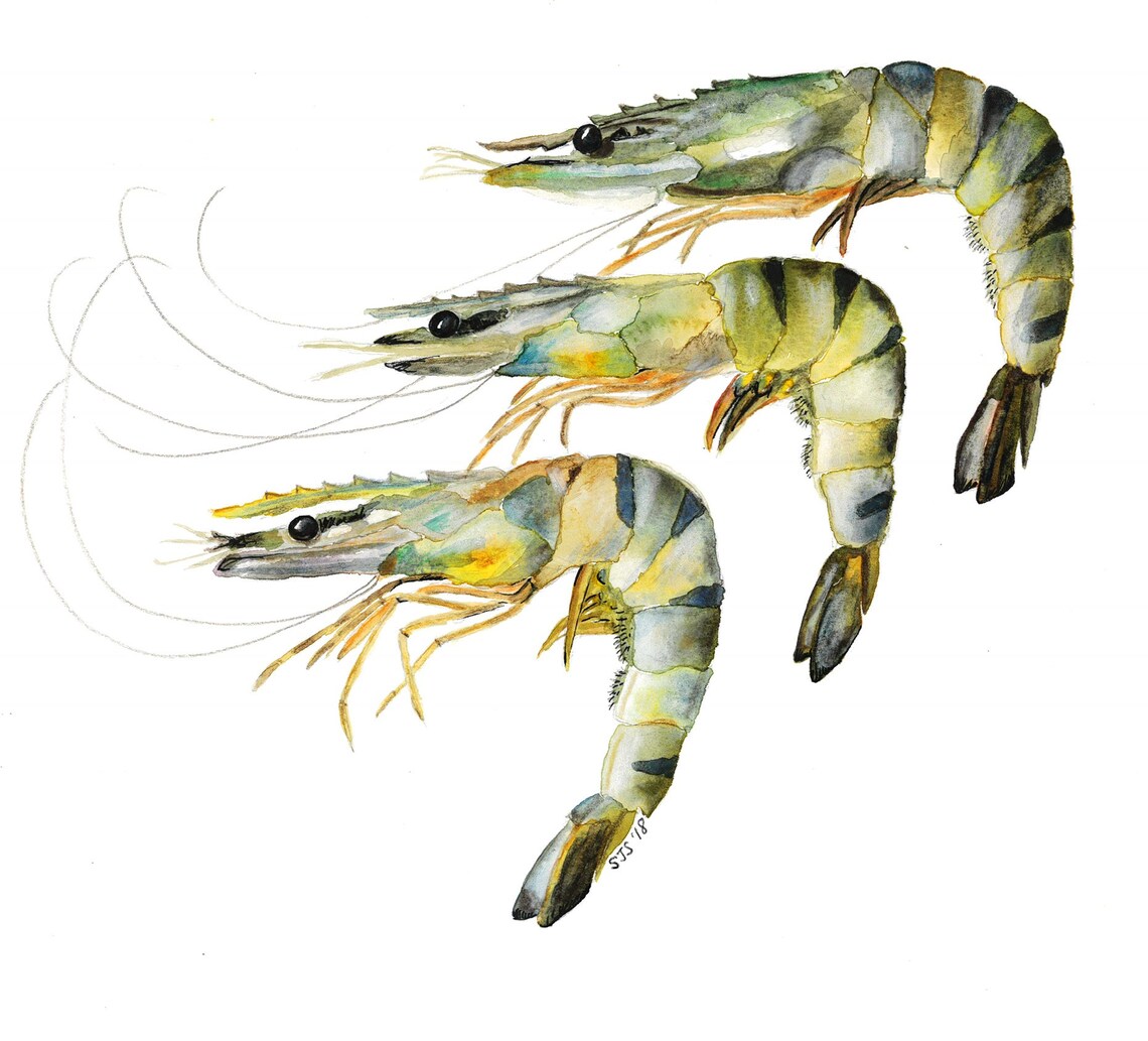 Prawn / Art Gift / Housewarming Gift / Kitchen Art Print / A4 / Wall ...
