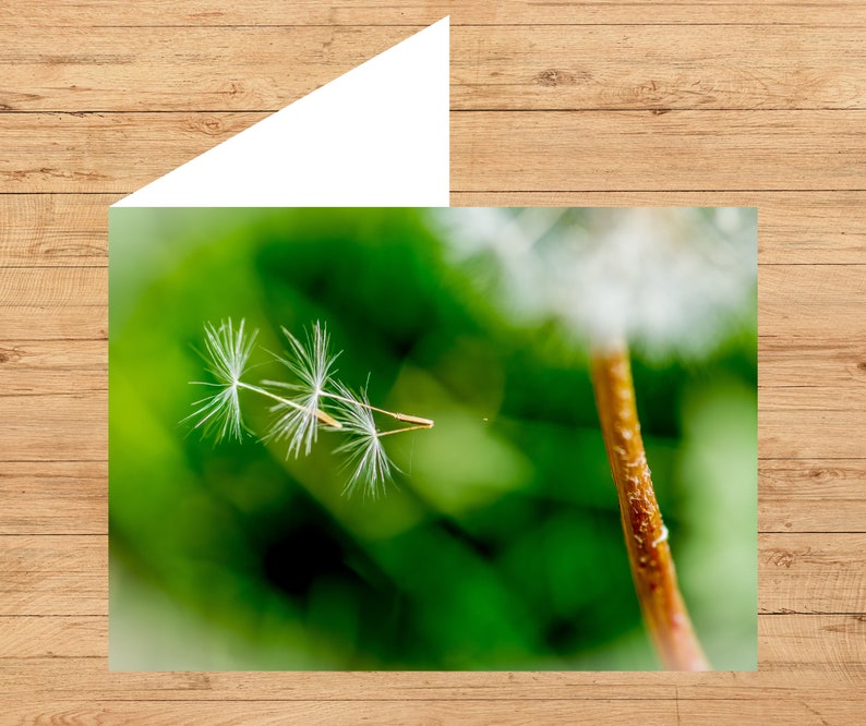 Dandelion Clock Blank Greeting Card Any Occasion - Etsy