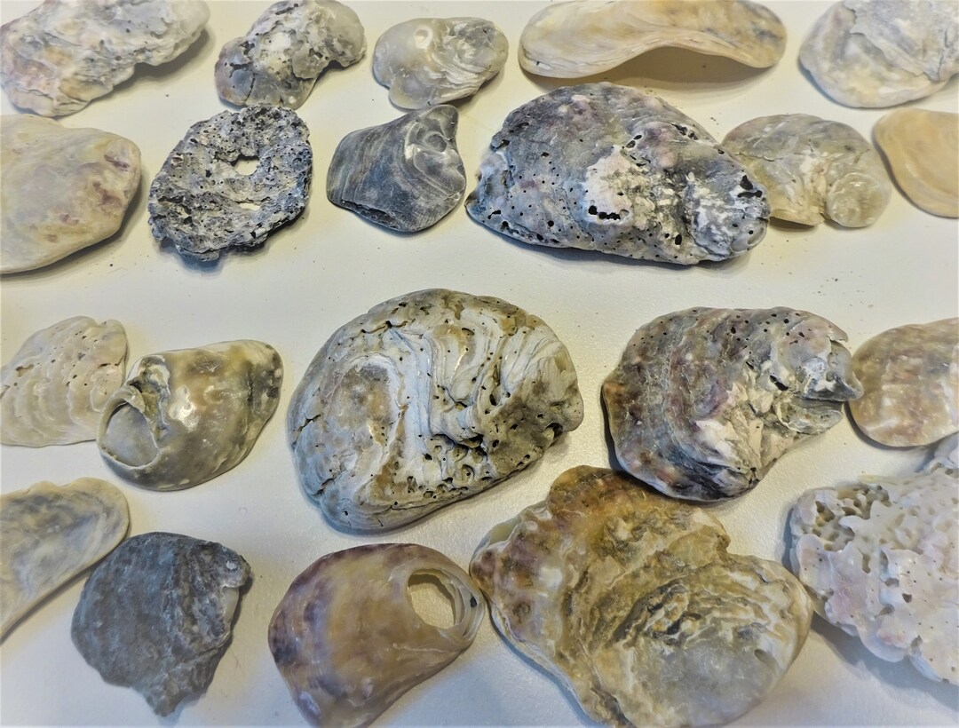 Natural Seashells From Black Sea Coast| Seashells for Jewelry Making ...