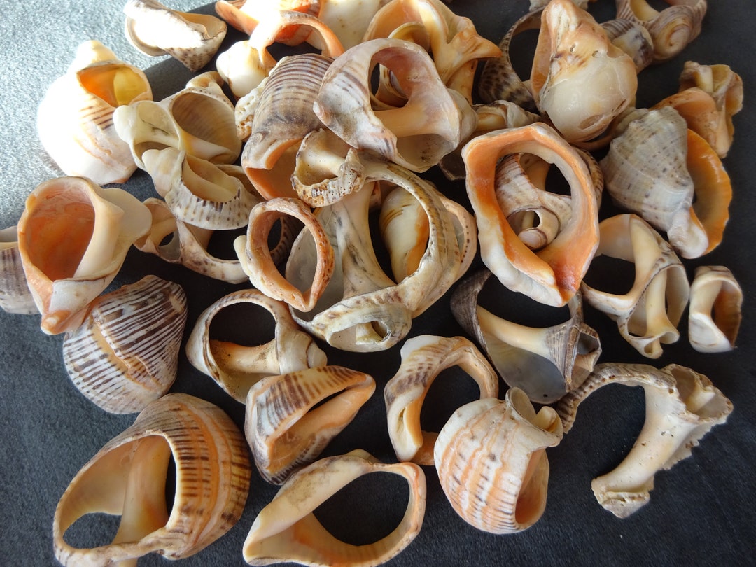 Rapana Venosa | Natural Seashells From Black Sea Coast| Seashells for ...