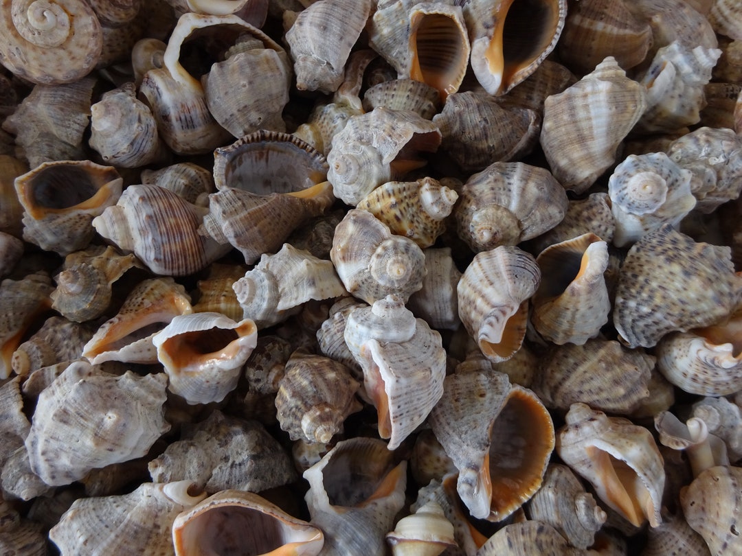 Rapana Venosa | Natural Seashells From Black Sea Coast| Seashells for ...