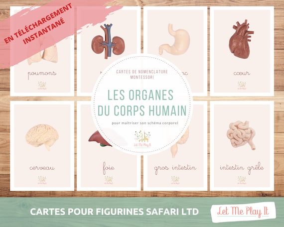 Les Organes Du Corps Humain Cartes De Nomenclature - Etsy